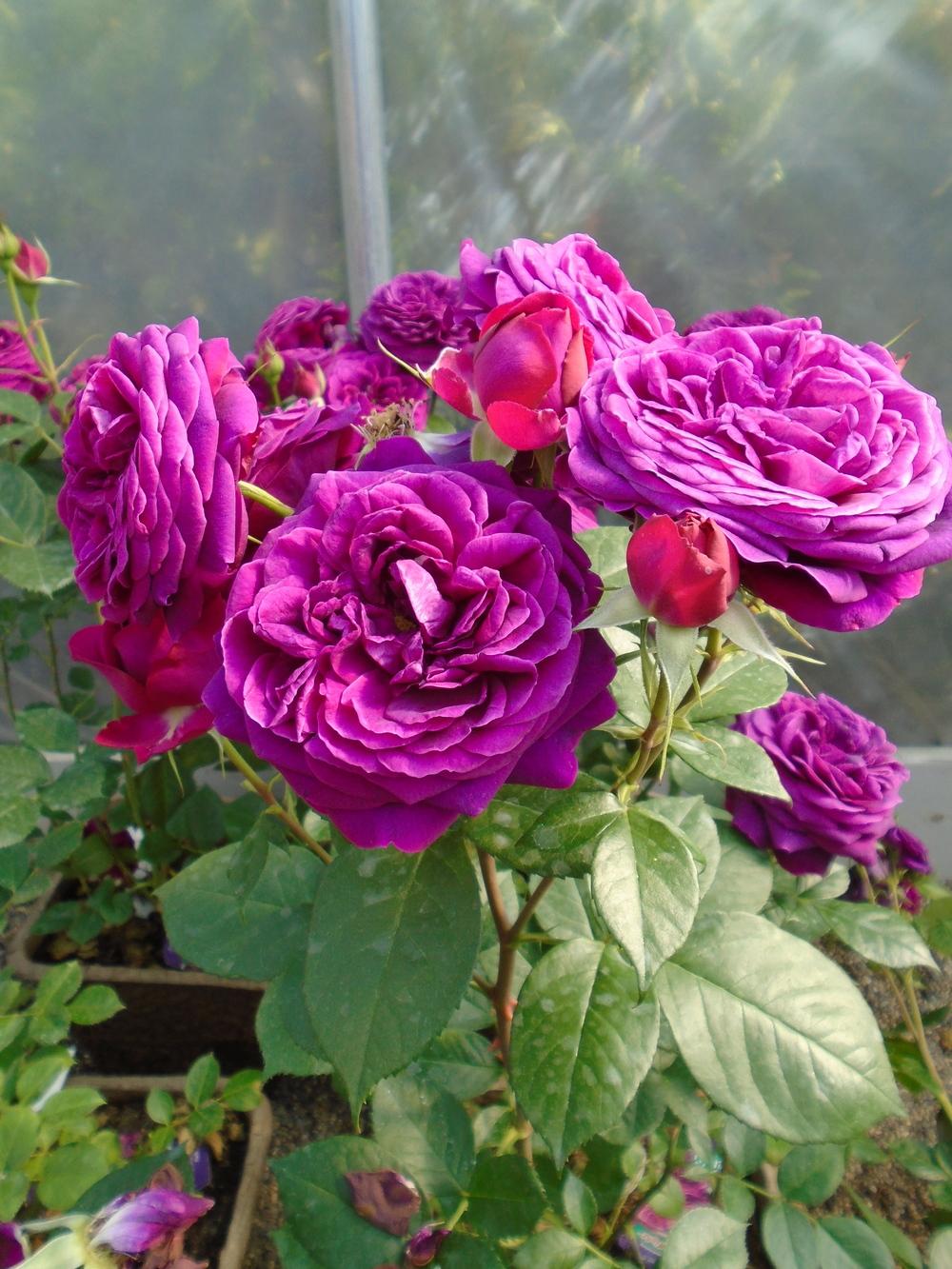 Photo of the bloom of Rose (Rosa 'Celestial Night') posted by Paul2032 ...