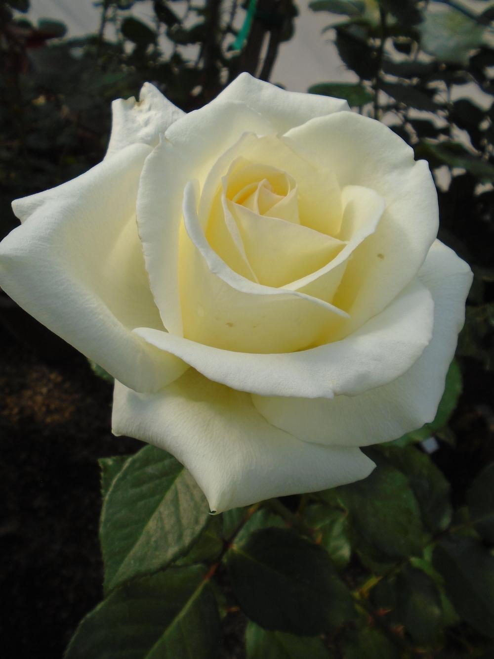 Photo of the bloom of Rose (Rosa 'Sugar Moon') posted by Paul2032 ...