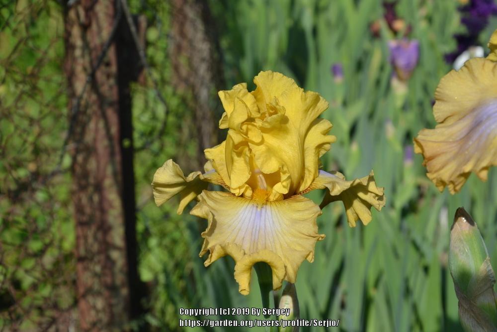 Starting Iris seeds.... in the Irises forum - Garden.org