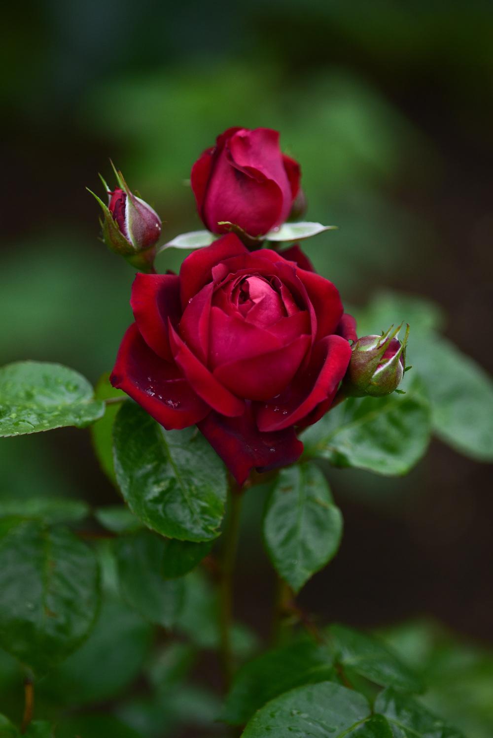 Rose (Rosa 'Highgrove') in the Roses Database - Garden.org