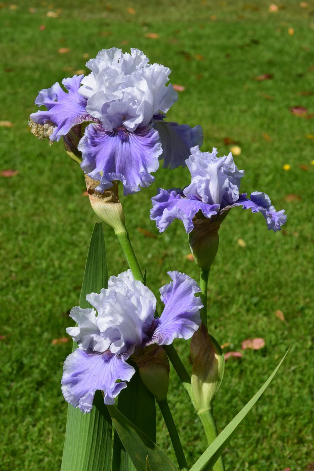 Photo of the stem, scape, stalk or bark of Tall Bearded Iris (Iris ...