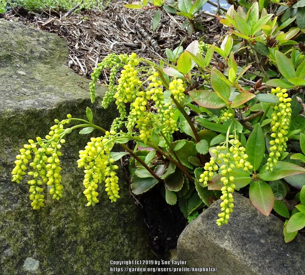 Photo of the entire plant of Lamb's Tail (Umbilicus oppositifolius ...