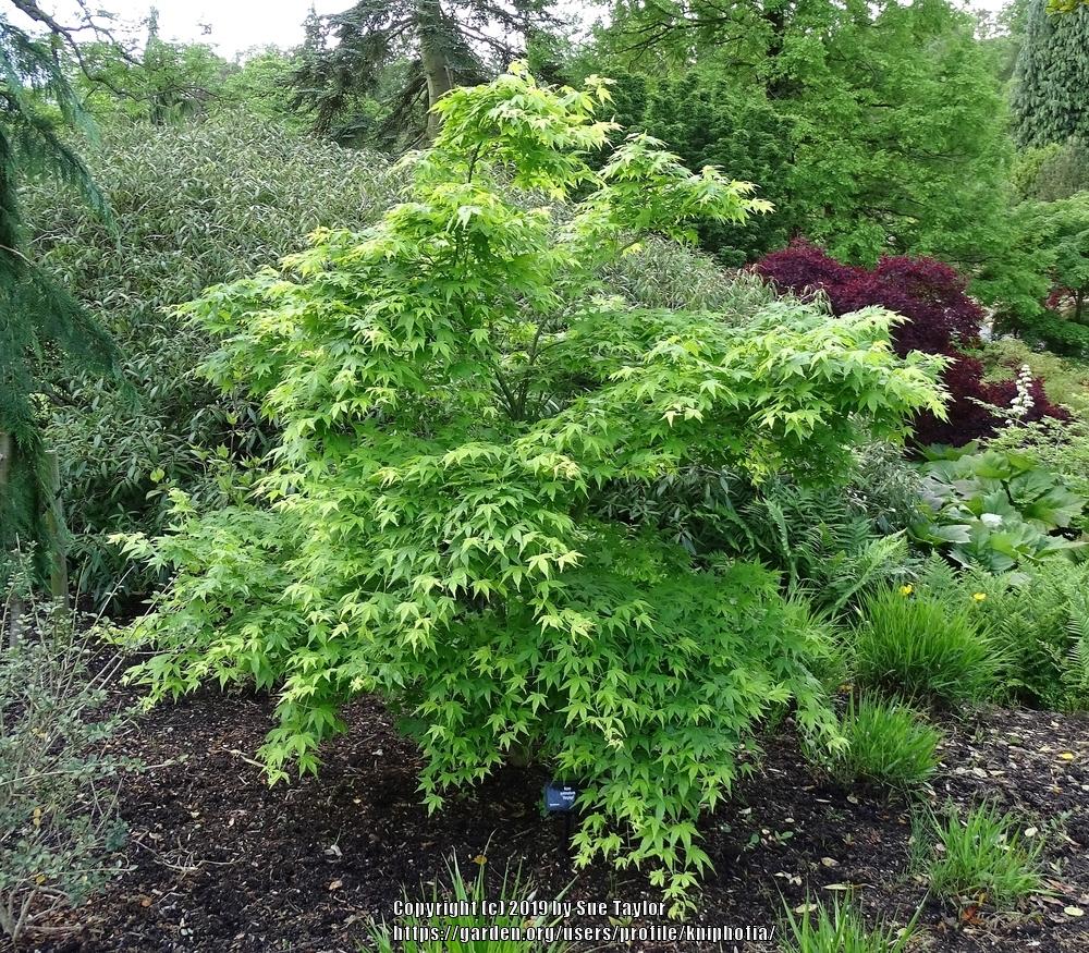 Japanese Maple (Acer palmatum var. amoenum 'Aoyagi') - Garden.org