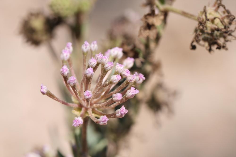 Fragrant Sand Verbena (Abronia fragrans) - Garden.org
