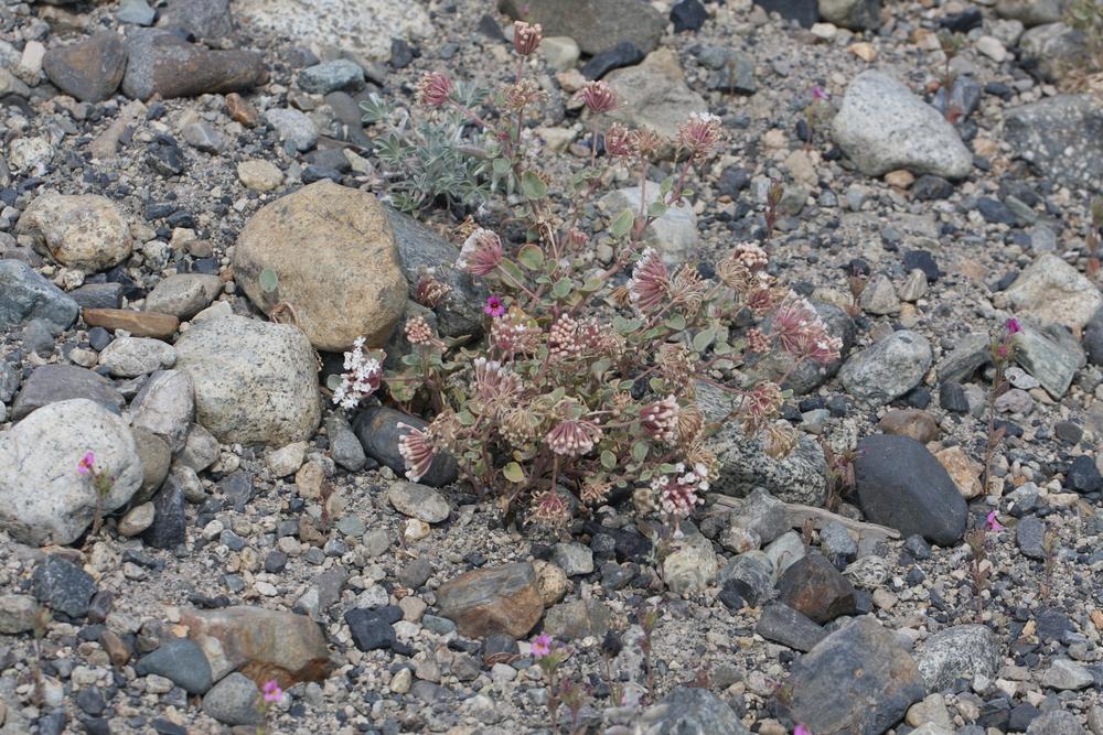 Transmontane Sand Verbena (Abronia turbinata) - Garden.org