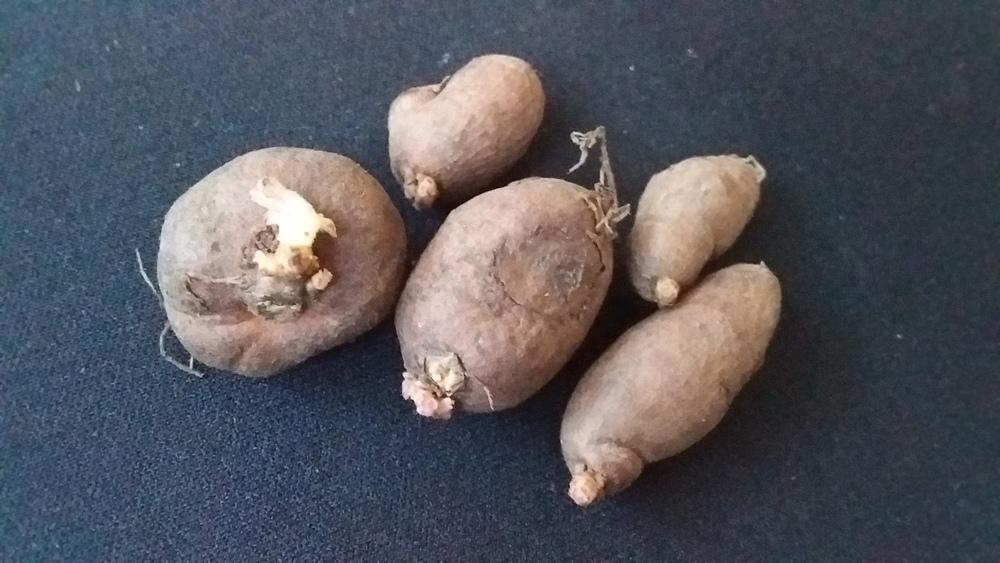 Photo of the bulb of Chinese Potato (Plectranthus rotundifolius) posted ...