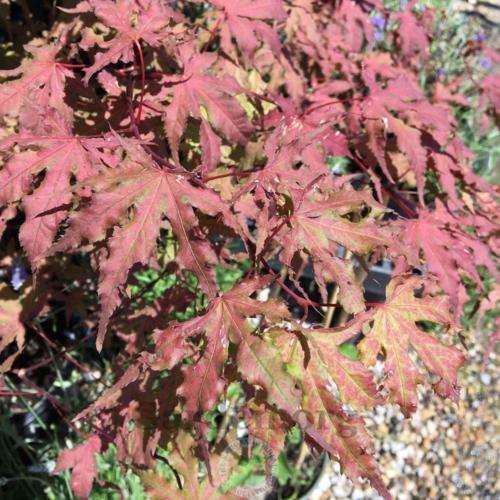 Japanese Maple (Acer palmatum 'Nebula') - Garden.org