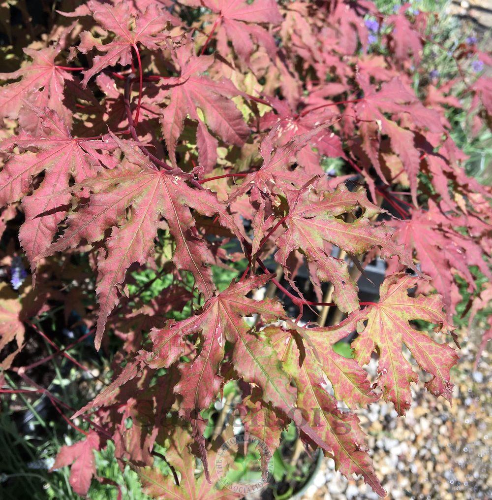 Japanese Maple (Acer palmatum 'Nebula') - Garden.org