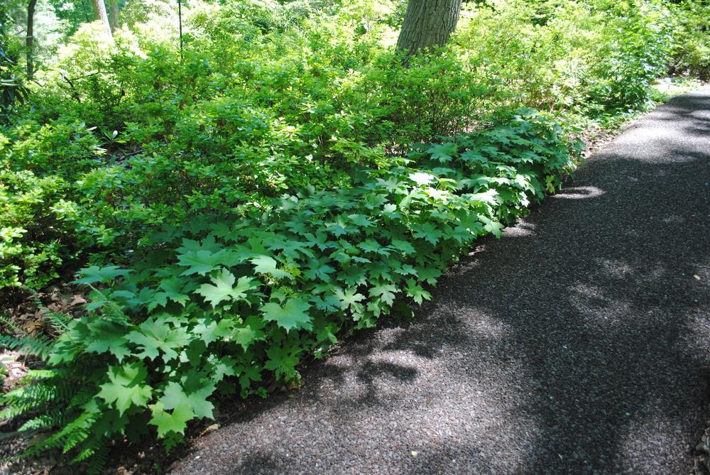 Photo of the entire plant of John's Cabbage (Hydrophyllum canadense ...