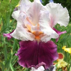 Photo of the bloom of Tall Bearded Iris (Iris 'Robin of Loxley') posted ...