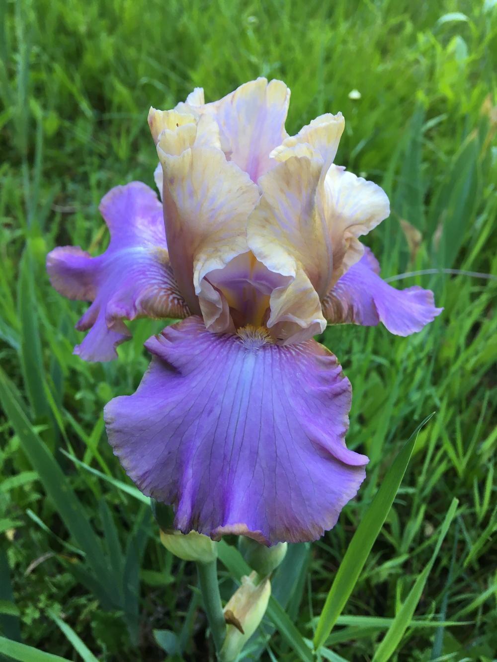 Photo of the bloom of Tall Bearded Iris (Iris 'Lady Juliet') posted by ...