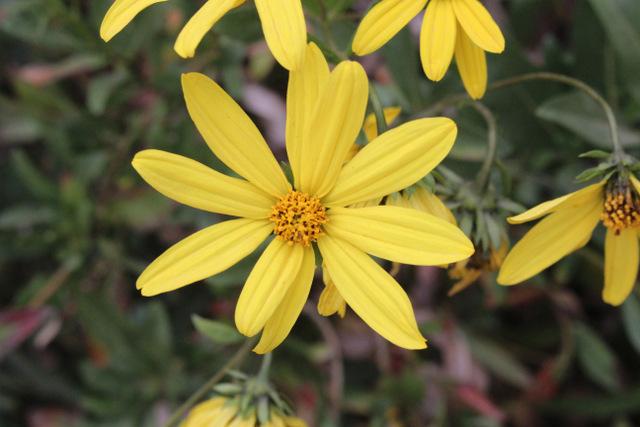 Flourensia thurifera - Garden.org