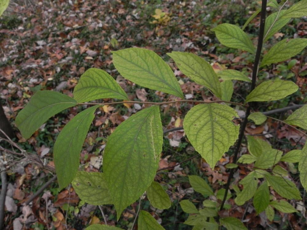 Photo of the leaves of Snowbell (Styrax confusus) posted by SL_gardener ...