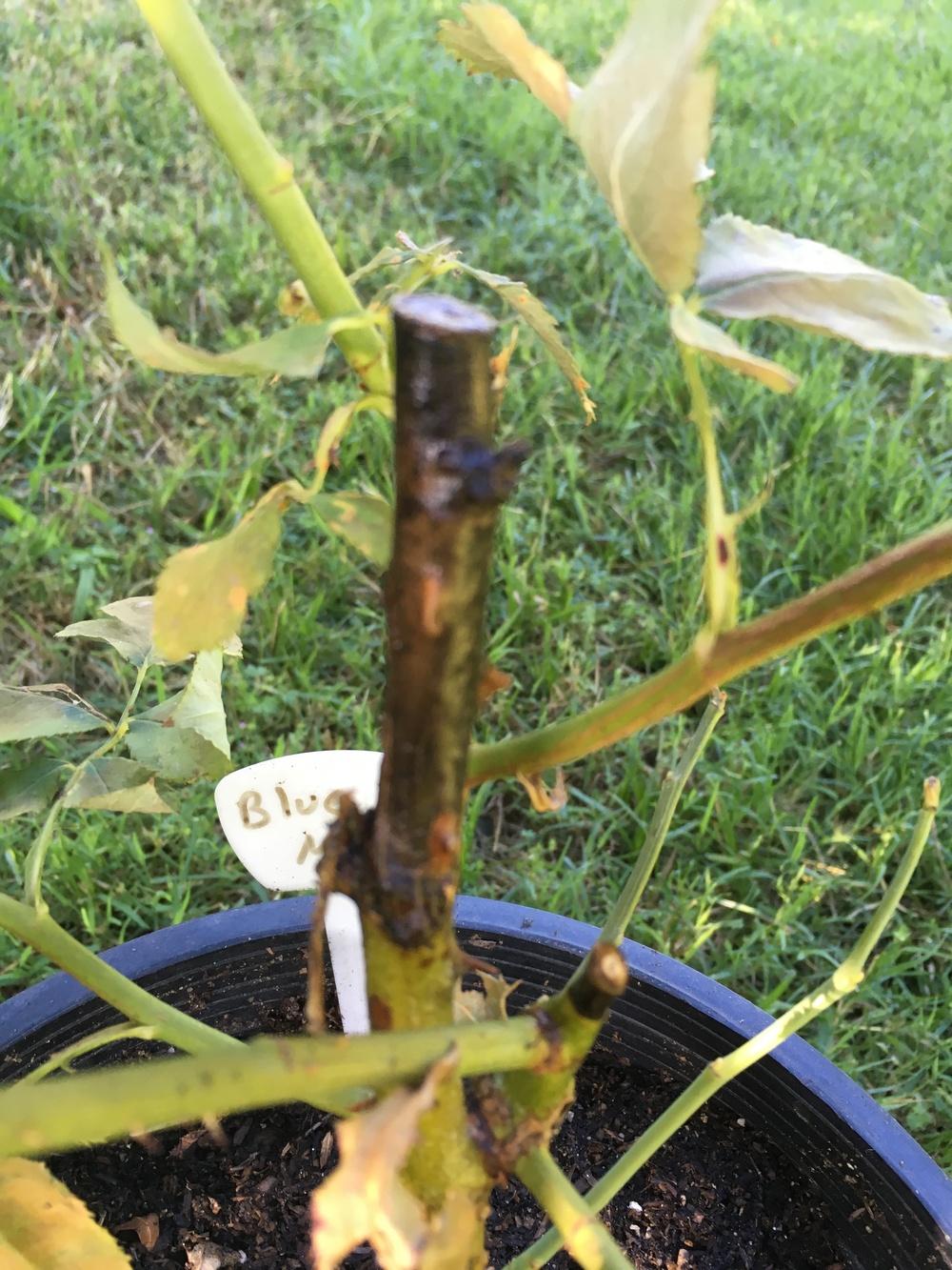 Cane canker in the Roses forum - Garden.org