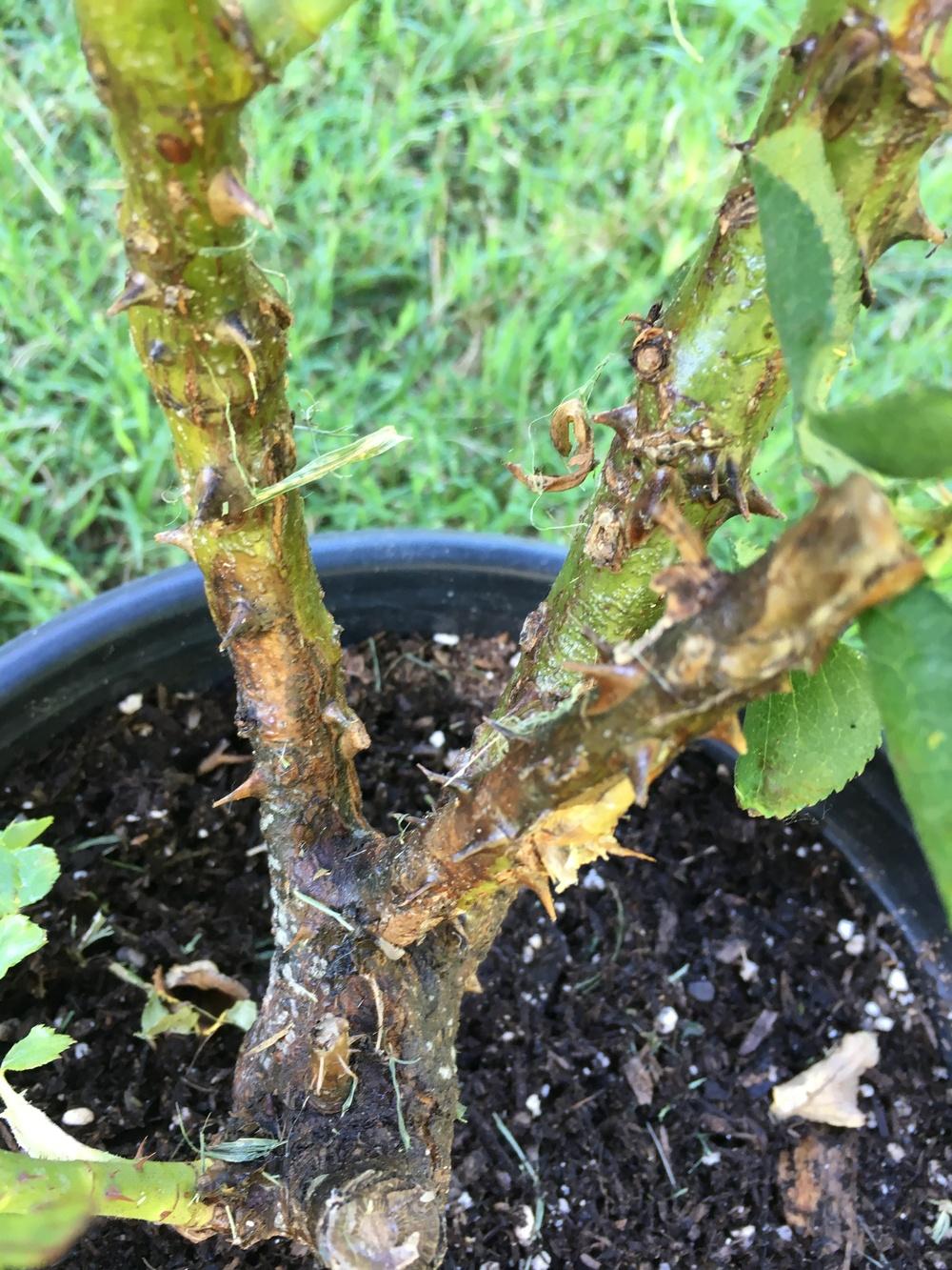 Cane canker in the Roses forum - Garden.org