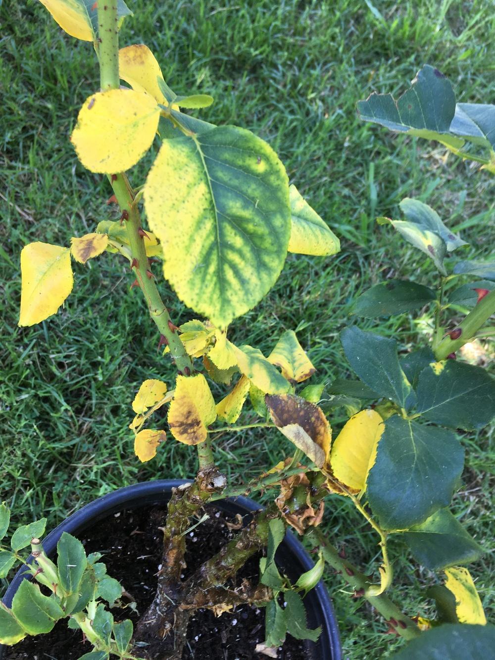 Cane canker in the Roses forum - Garden.org