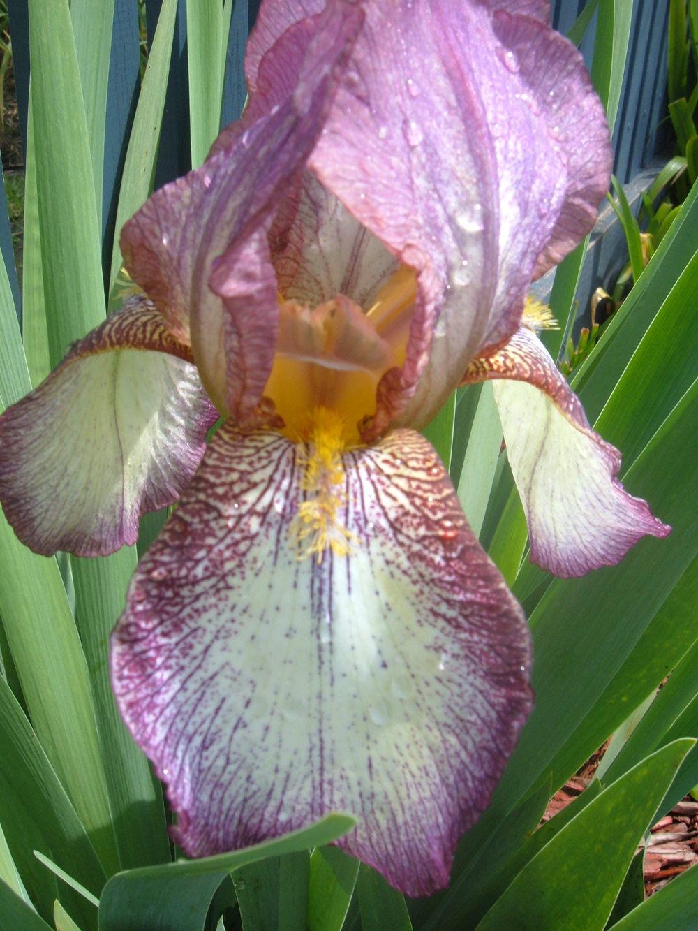 ID on a Australian Iris in the Irises forum - Garden.org