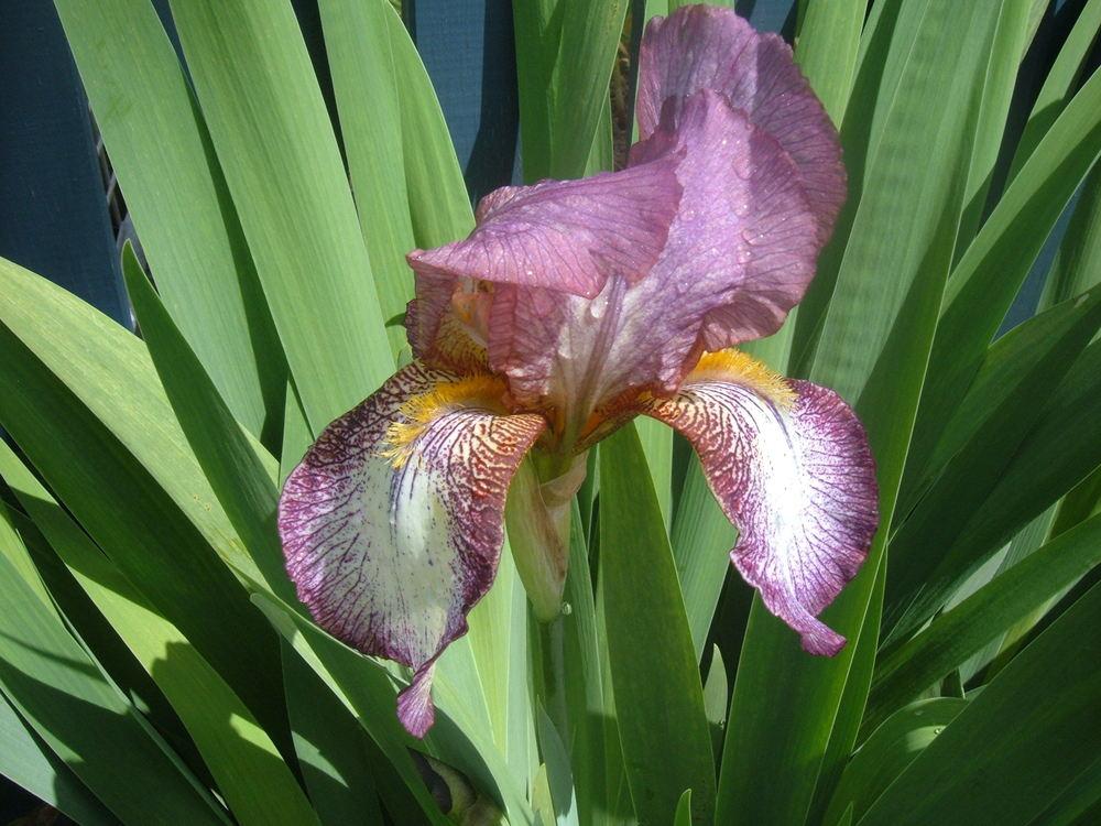 ID on a Australian Iris in the Irises forum - Garden.org