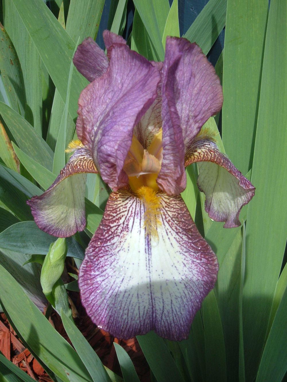 ID on a Australian Iris in the Irises forum - Garden.org