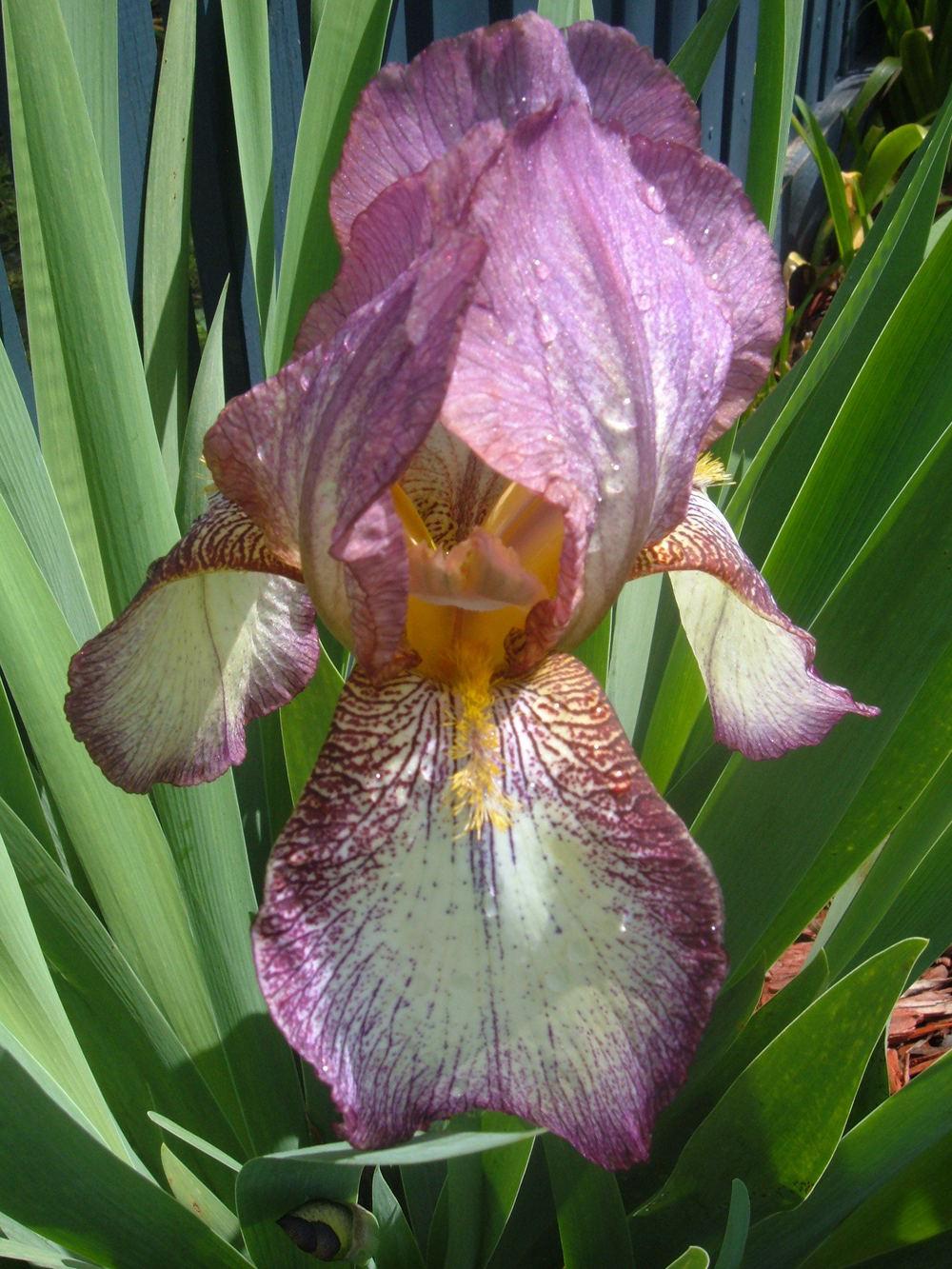 ID on a Australian Iris in the Irises forum - Garden.org