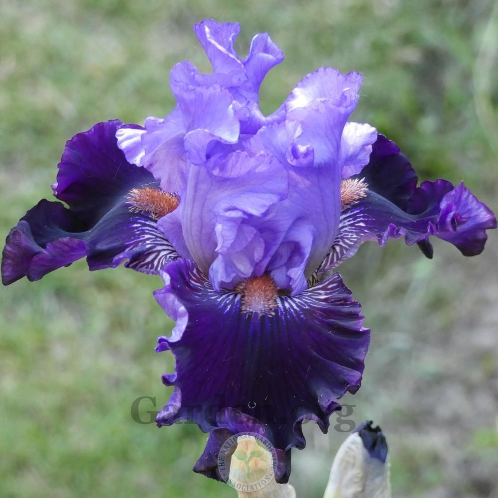 Tall Bearded Iris (Iris 'Fabric of Dreams') in the Irises Database ...