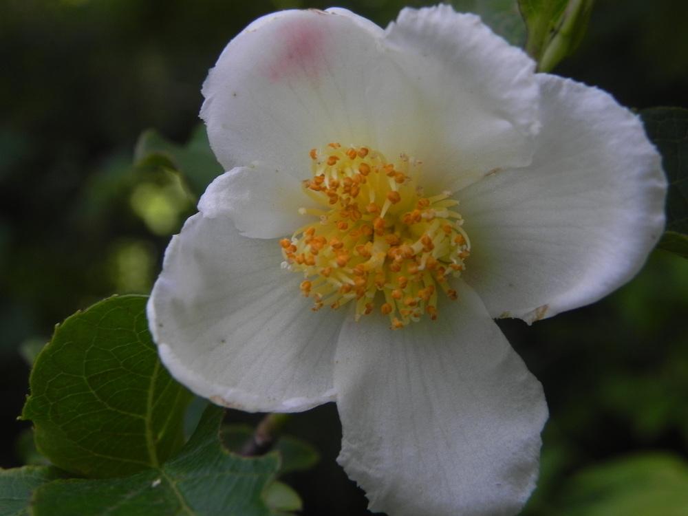 Photo of the bloom of Upright Stewartia (Stewartia rostrata) posted by ...