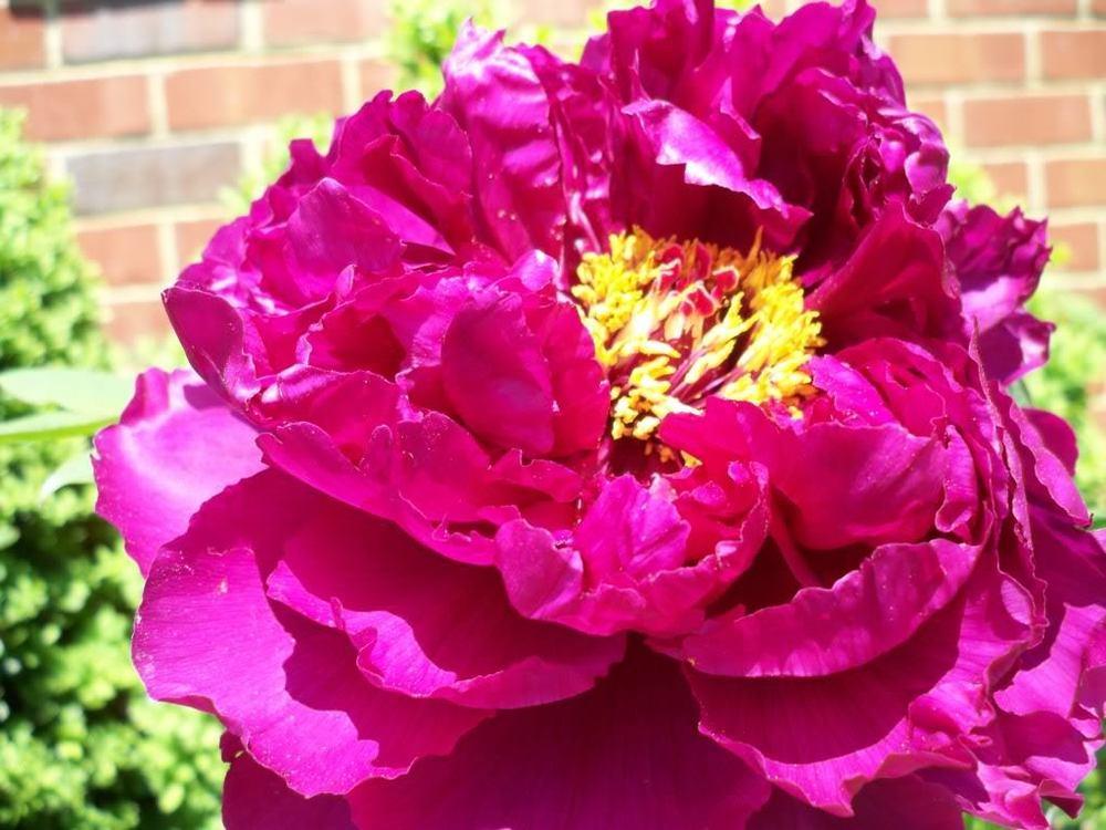 Photo of the bloom of Japanese Tree Peony (Paeonia x suffruticosa ...