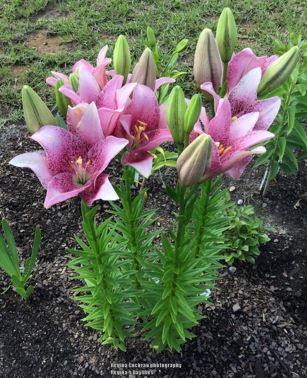 Photo of the entire plant of Lily (Lilium 'Sweet Sugar') posted by ...