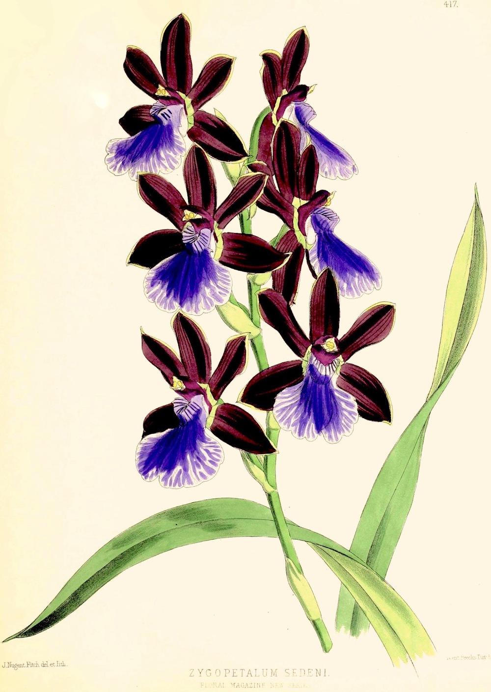 Orchid (Zygopetalum Sedenii) - Garden.org