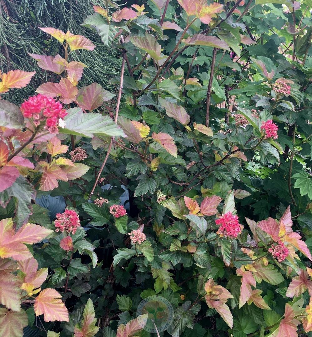 Photo of the entire plant of Eastern Ninebark (Physocarpus opulifolius ...