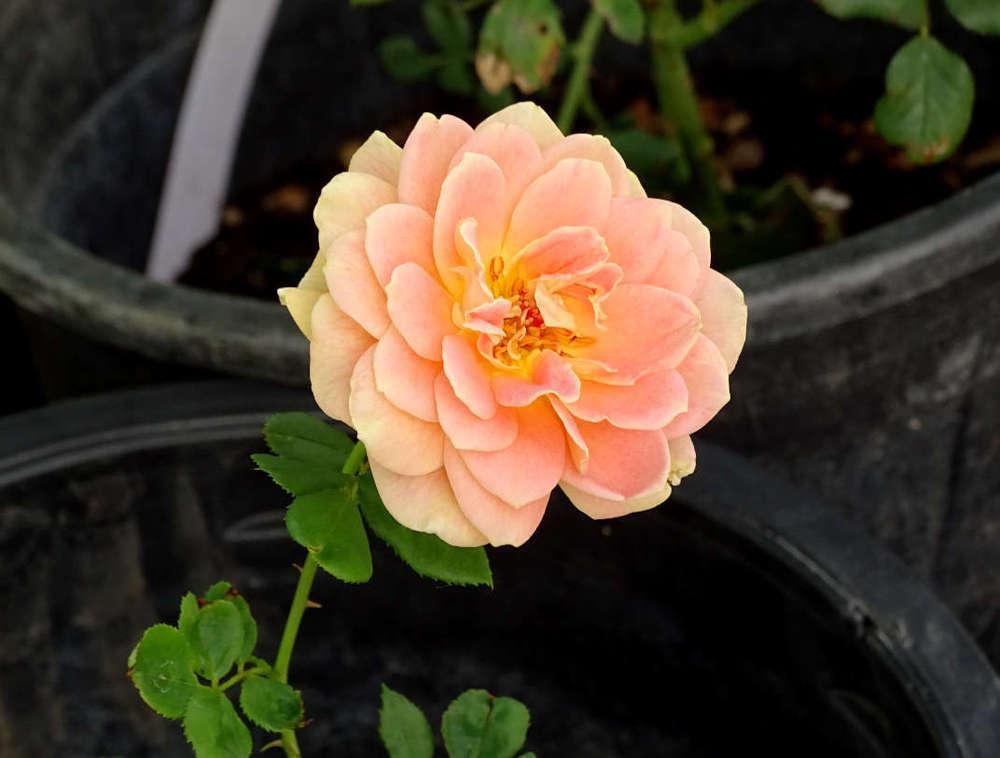 Rose (Rosa 'Simone Guerin') in the Roses Database - Garden.org