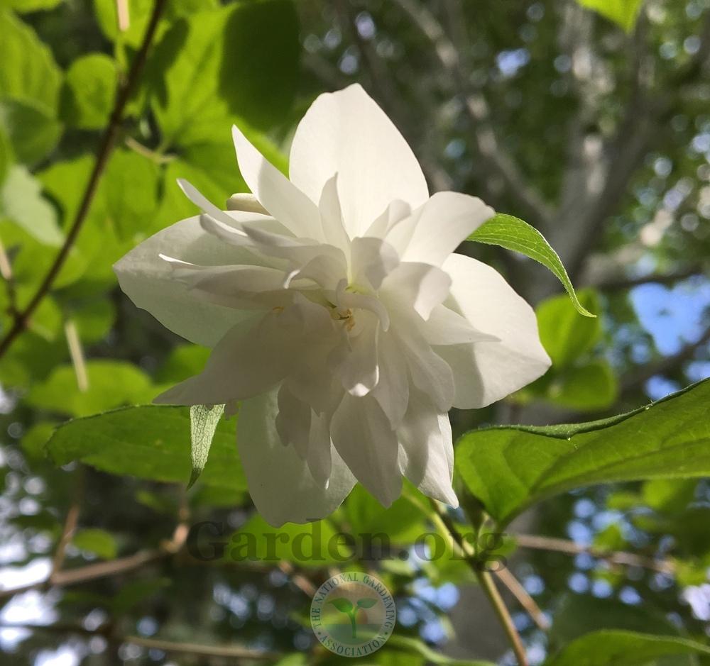 Mock Oranges: Plant Care and Collection of Varieties - Garden.org