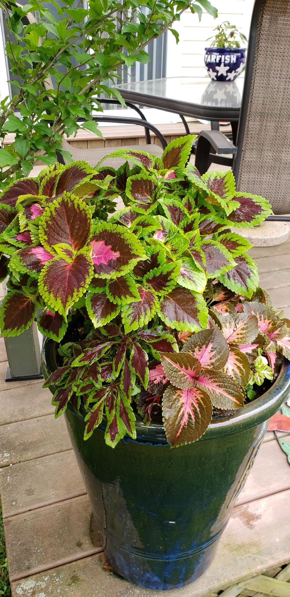 More Coleus Ideas!! in the Coleus forum - Garden.org