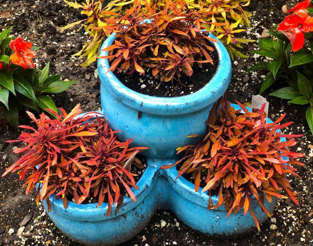 Coleus (Coleus scutellarioides Fancy Feathers™ Copper) in the Coleus ...