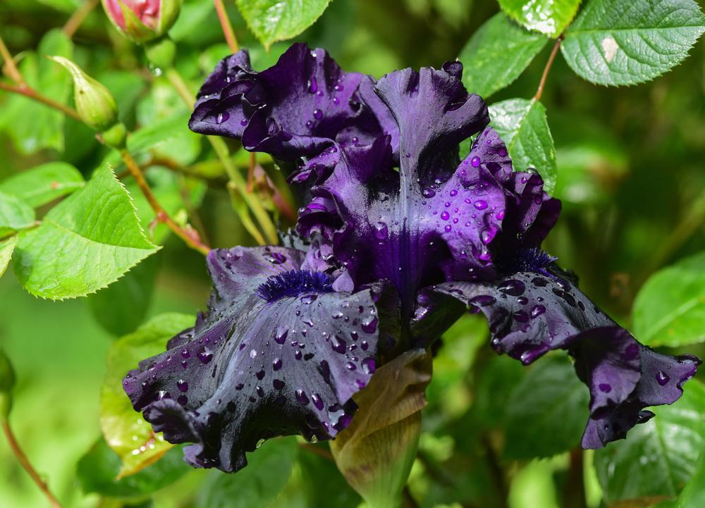 Tall Bearded Iris (Iris 'Ghost Train') in the Irises Database - Garden.org