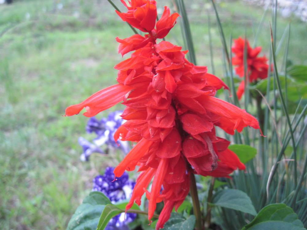 Scarlet Sage (Salvia splendens 'Red Hot Sally II') in the Salvias ...