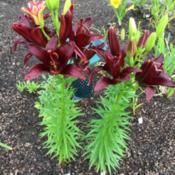 Photo of the bloom of Lily (Lilium 'Nightrider') posted by Joy - Garden.org