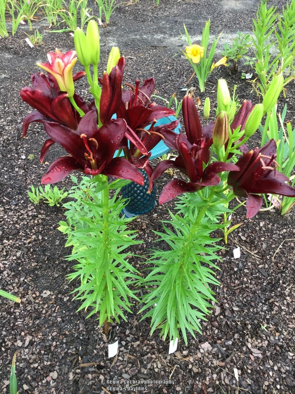 Photo of the entire plant of Lily (Lilium 'Nightrider') posted by ...