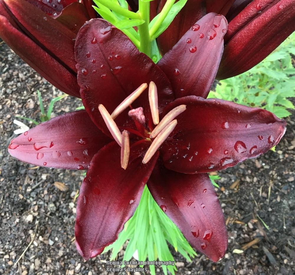 Photo of the bloom of Lily (Lilium 'Nightrider') posted by scflowers ...