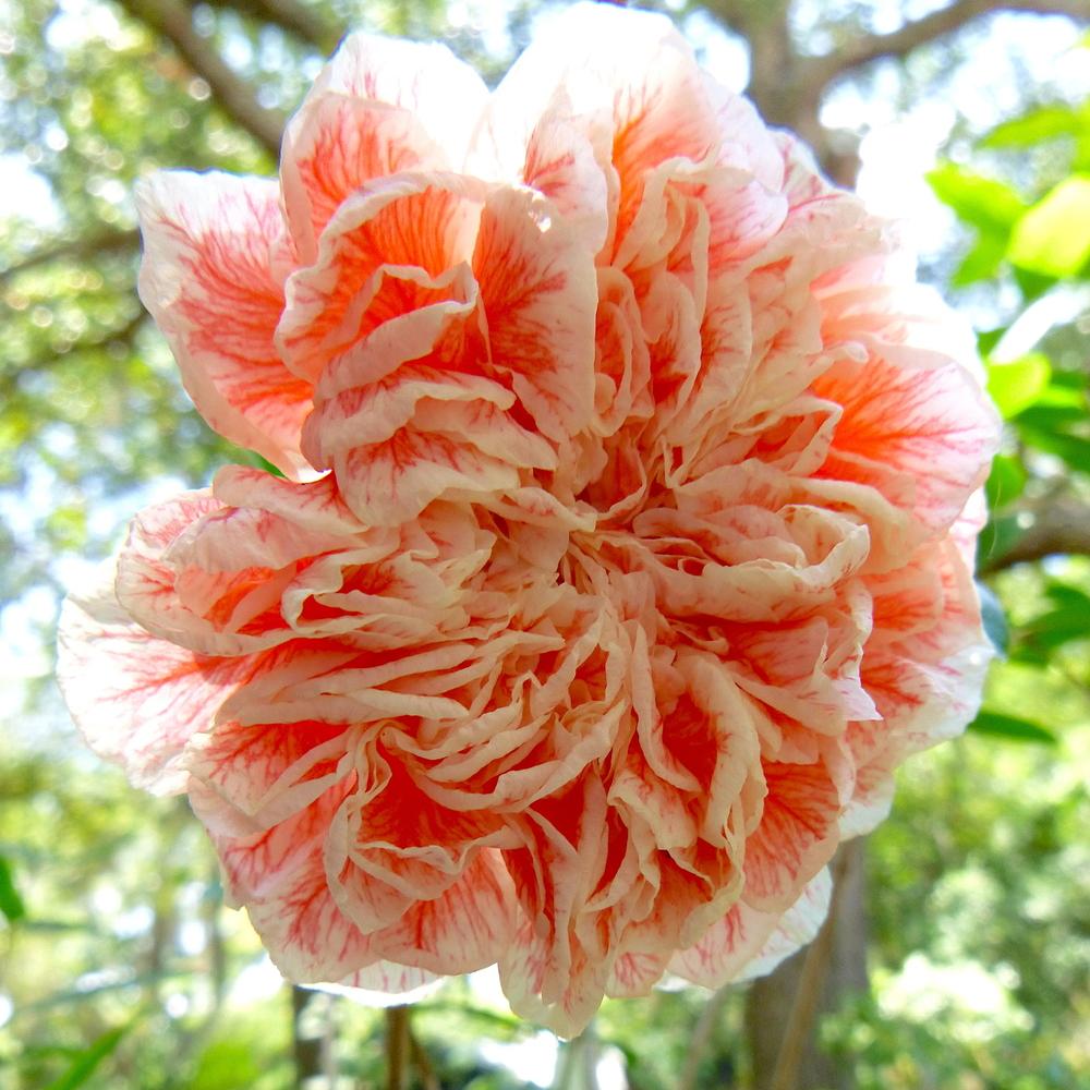 Ornamental Pomegranate (Punica granatum 'Madame Legrelle') in the ...