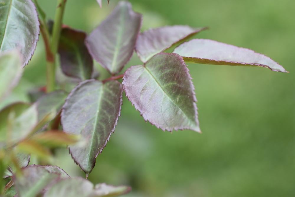 leaf deficiency photo in the Roses forum - Garden.org