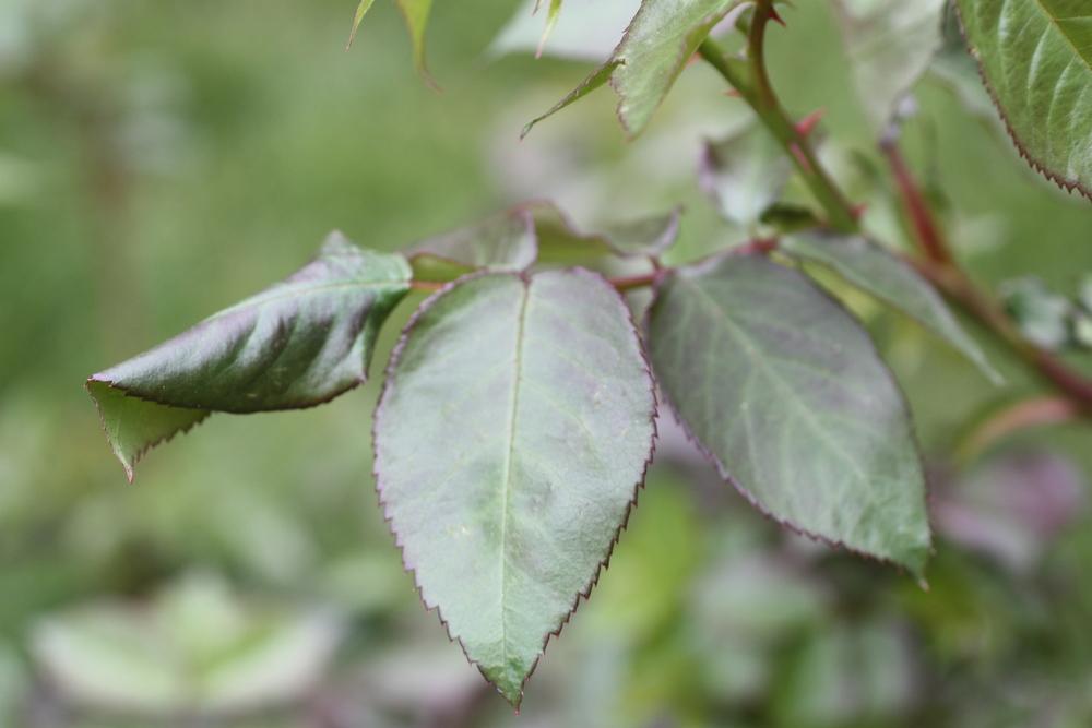 leaf deficiency photo in the Roses forum - Garden.org