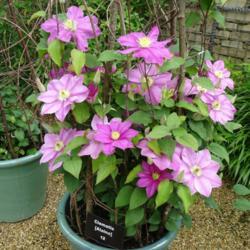 Clematis Alaina™ in the Clematis Database - Garden.org