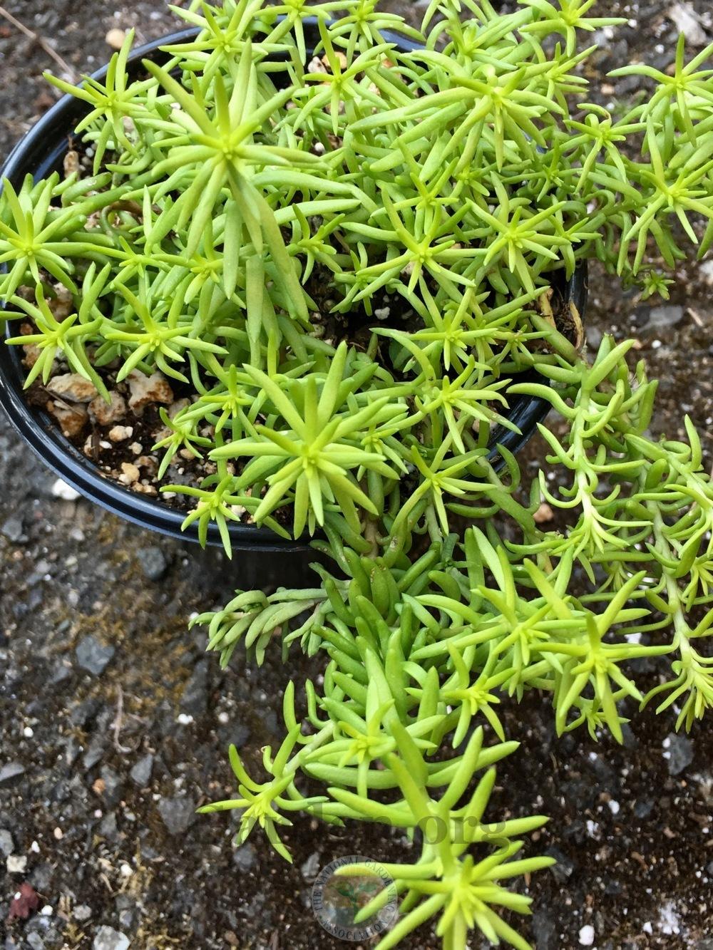 Sedum (Petrosedum rupestre SunSparkler® Angelina's Teacup) - Garden.org