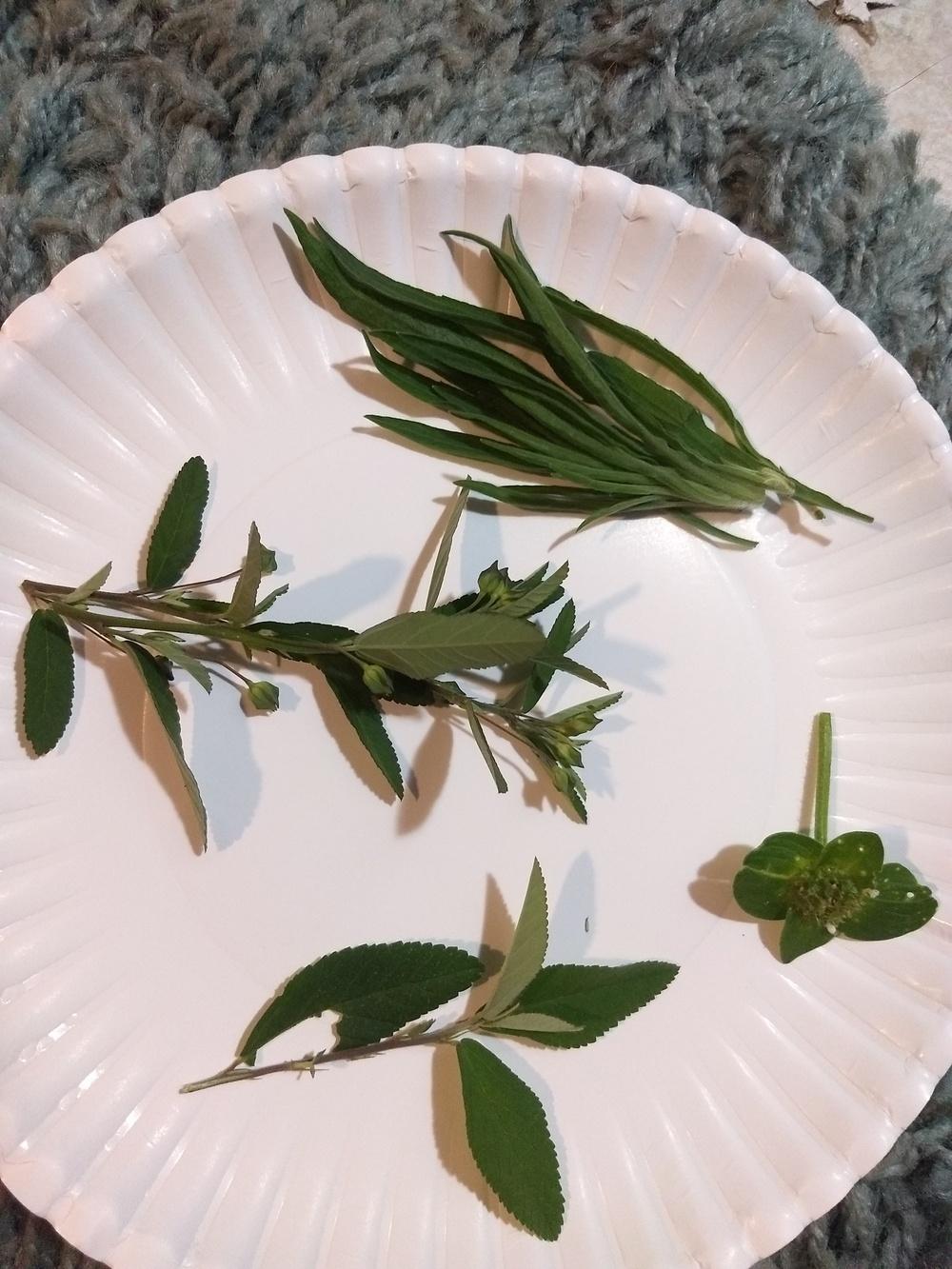 Unknown Plants in the Plant ID forum - Garden.org