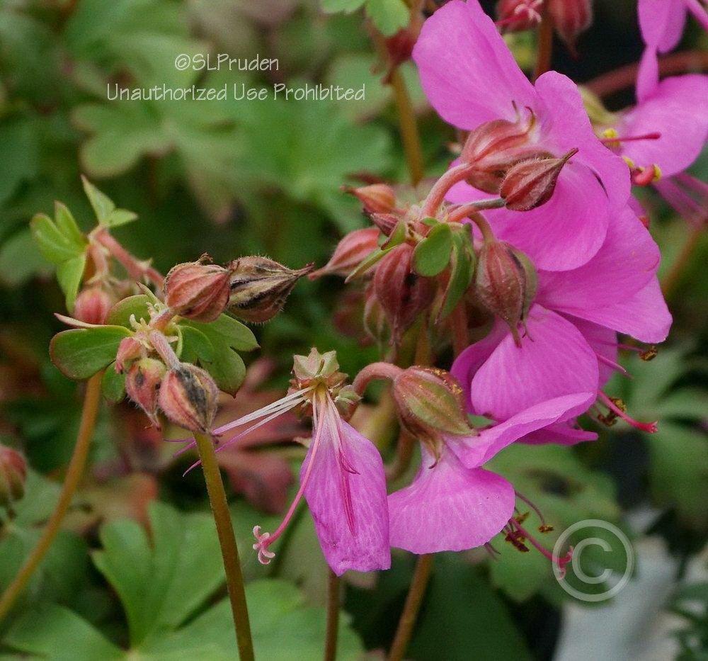 Photo of the closeup of buds, sepals and receptacles of Cranesbill ...