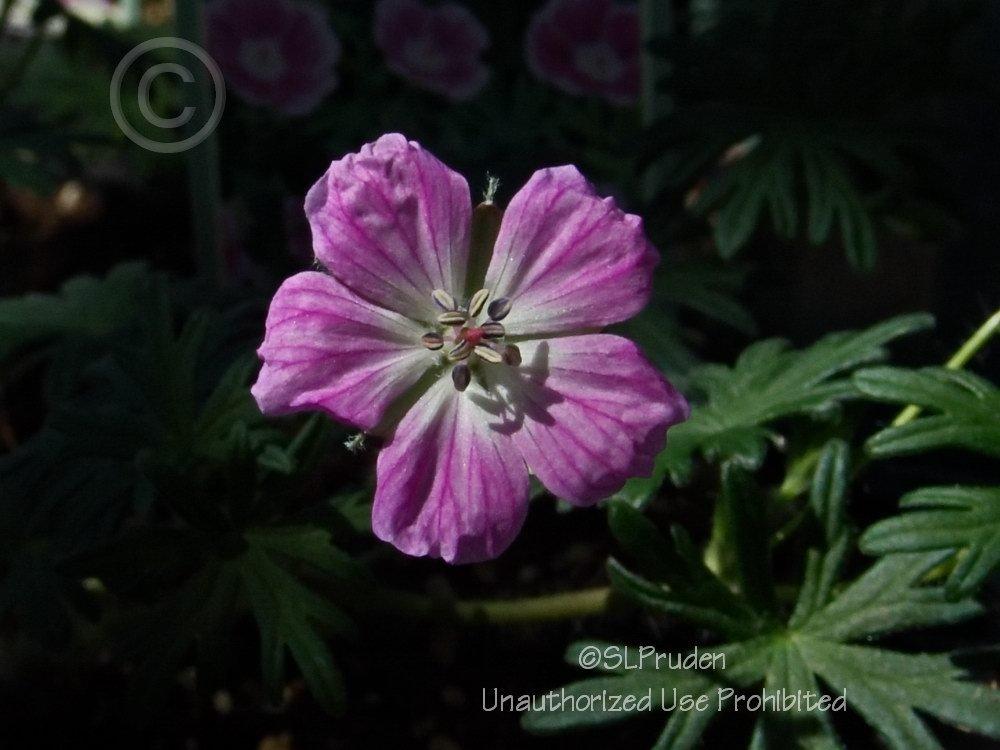 Geranium (Geranium soboliferum 'Starman') in the Geraniums Database ...