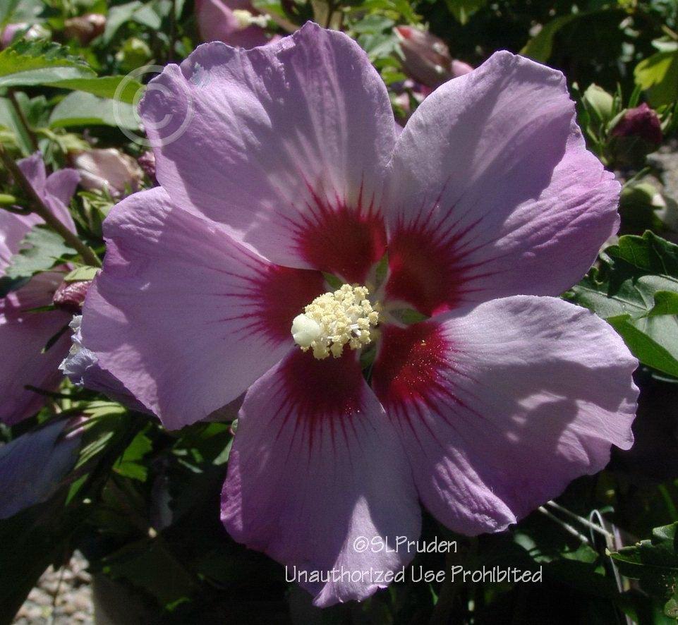 Rose Of Sharon (Hibiscus syriacus 'Minerva') in the Roses of Sharon ...
