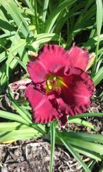 Daylily of the Day: Funny Valentine in the Plants of the Day forum ...