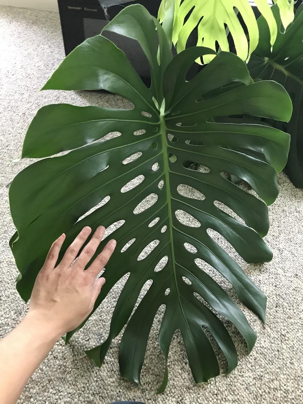 Monstera - Overgrown help please! in the Ask a Question forum - Garden.org
